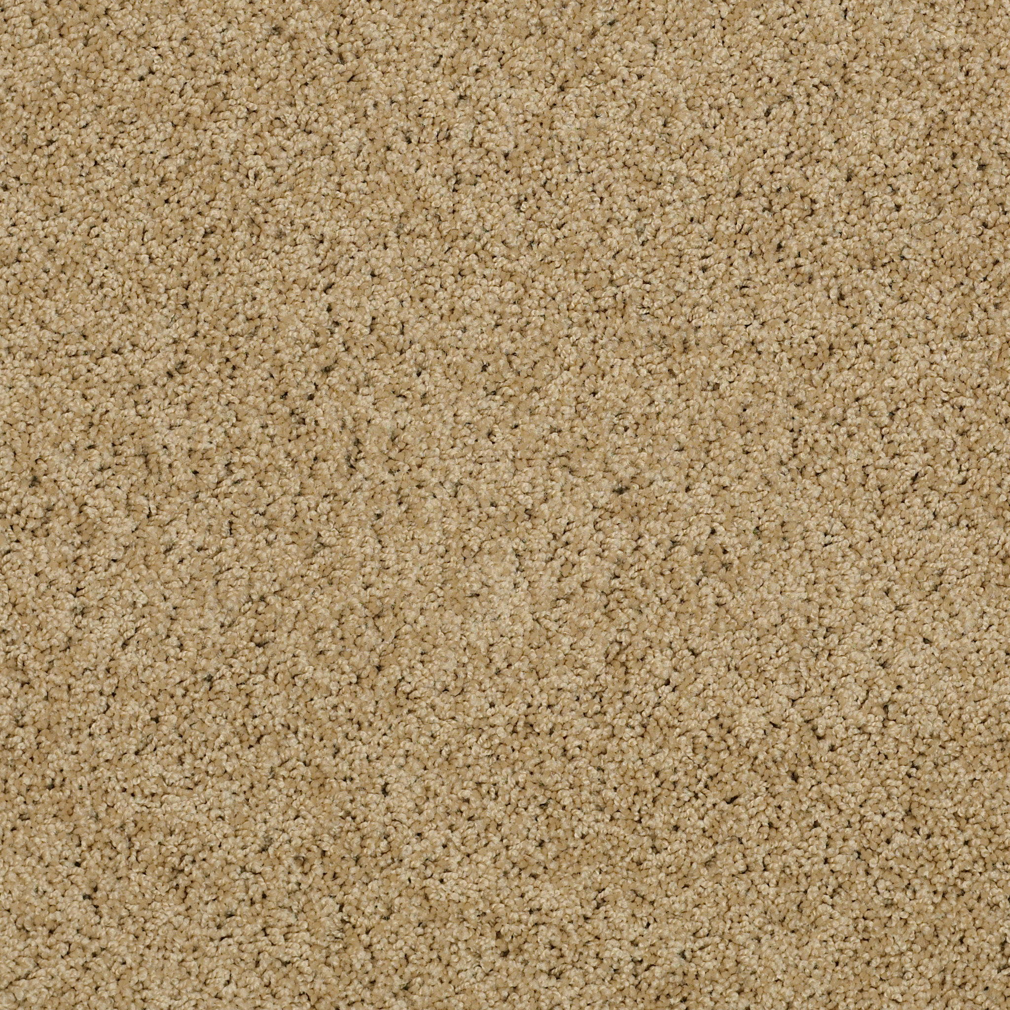 Ag Timeless - Biscuit Carpet | Shaw Floors