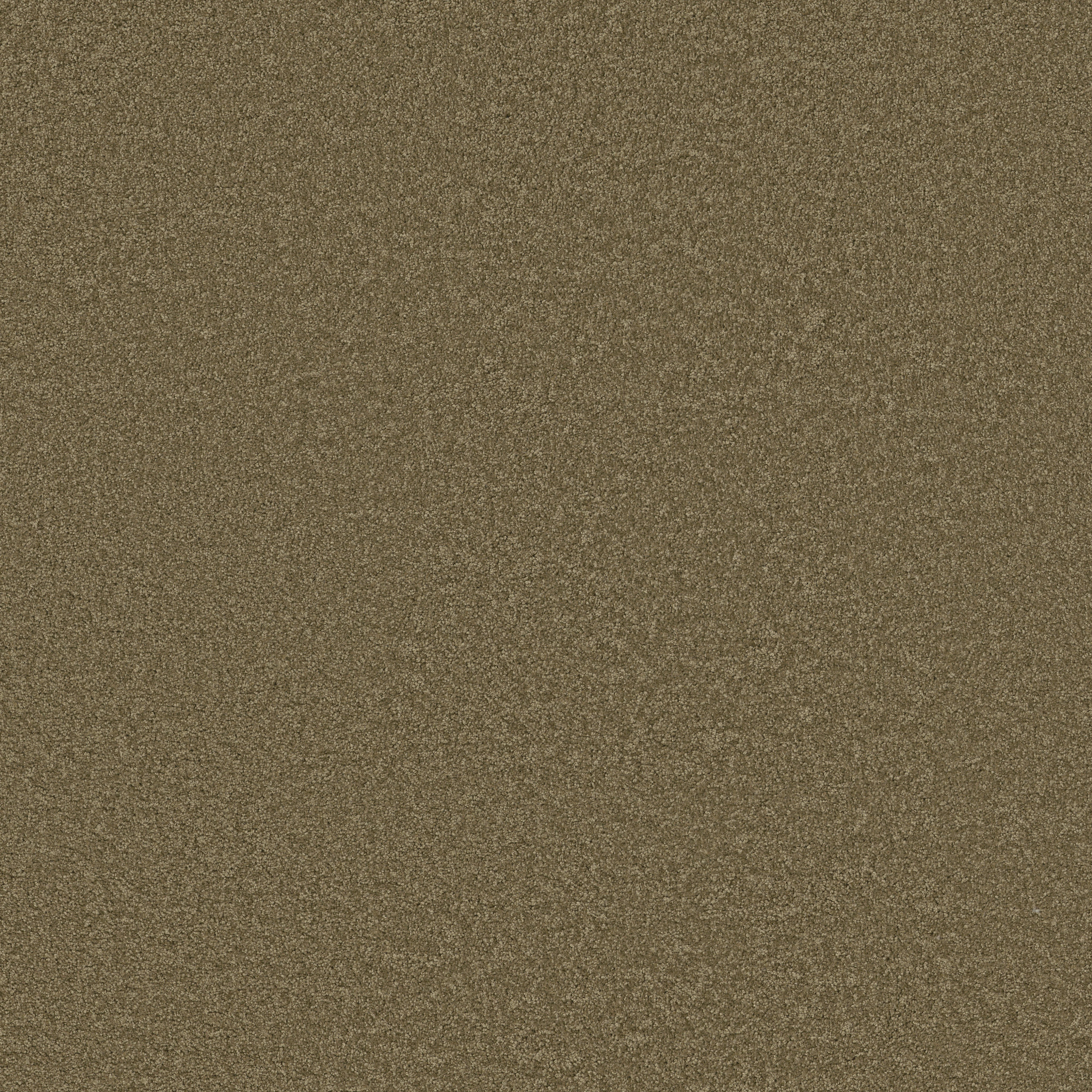 Loyal Beauty Iii - 100% ANSO® Soft BCF Nylon | Shaw Floors